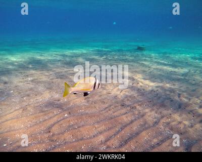 Doublebar bream known as acanthopagrus bifasciatus underwater at the ...