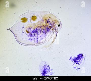 insect under a microscope, creepy monster of the microworld Stock Photo ...