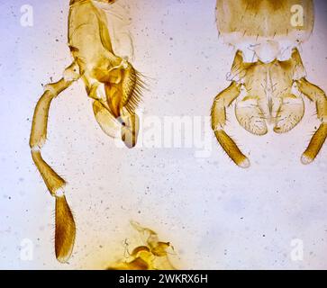 insect under a microscope, creepy monster of the microworld Stock Photo ...