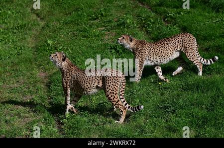 Male Northeast Cheetahs aware they are about to be fed at Dartmoor Zoo ...