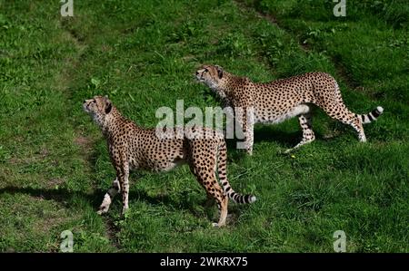 Male Northeast Cheetahs aware they are about to be fed at Dartmoor Zoo ...