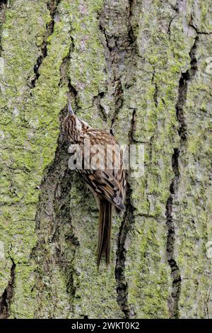 A common treecreeper foraging for insects on tree bark Stock Photo - Alamy