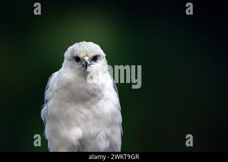 Mantled Hawk (Pseudastur polionotus) - Bird of Prey Stock Photo - Alamy