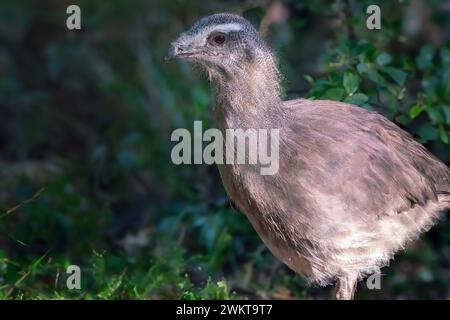 Black-legged Seriema bird (Chunga burmeisteri Stock Photo - Alamy