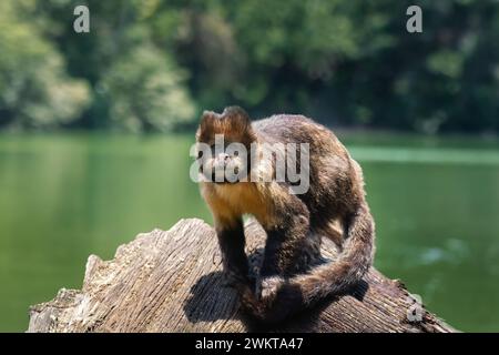 The golden-bellied capuchin (Sapajus xanthosternos), also known as the ...