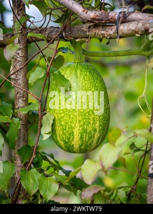 Figleaf gourd, Cucurbita ficifolia Stock Photo - Alamy