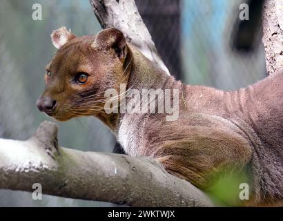 fossa, Frettkatze, Cryptoprocta ferox, fossza, Zoo Stock Photo - Alamy