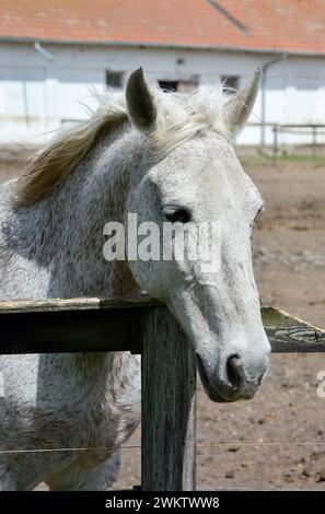 Horse, Lipizzan or Lipizzaner, Hauspferd, Cheval, Lipizzan, Equus ...