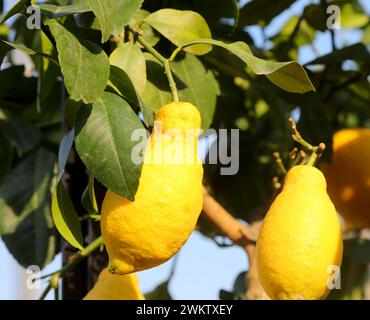 Lemon tree grove in Limone del Garda with Lake Garda in the background ...