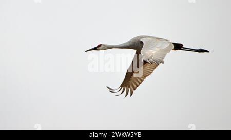 One sandhill crane flying from left to right with a white sky ...