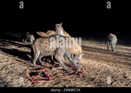 Spotted hyenas in Harar, Ethiopia Stock Photo - Alamy