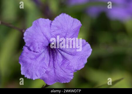 Beautiful lavender / blue flower, ruellia Simplex, mexican petunia, at ...