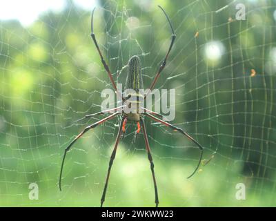 Spiders have slender bodies and trap nets for hunting prey Stock Photo ...