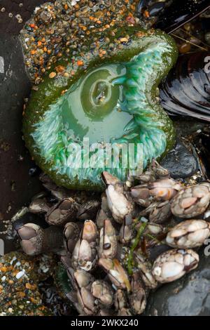 Gooseneck barnacles with mussels, Yachats State Park, Oregon Stock ...