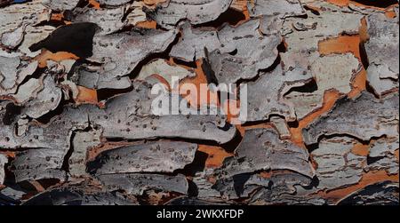 Tree bark of an Chinese elm closeup view backgrounds wallpaper copy ...