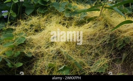 Cuscuta (tali putri, dodder, amarbel). Dodder is parasitic on a very ...