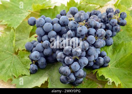 Blue muscat grapes bunch isolated on wooden background. Grapes with ...