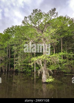 Kayaking in Caddo Lake State Park at Texas Stock Photo - Alamy