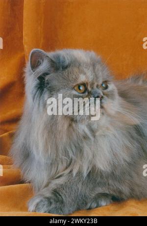 Blue-cream Persian Cat (Felis catus) standing, looking back over its ...