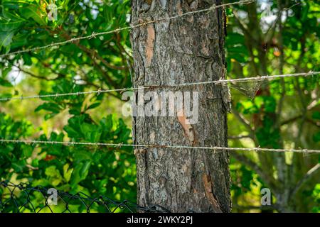 Barb wire cutting through the pine tree trunk Stock Photo - Alamy