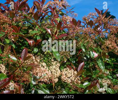 Photinia Red Robin flowers Stock Photo - Alamy