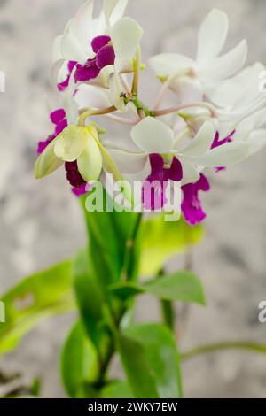 negative space, Dendrobium Pompadour, orchid flower, ornamental plant ...