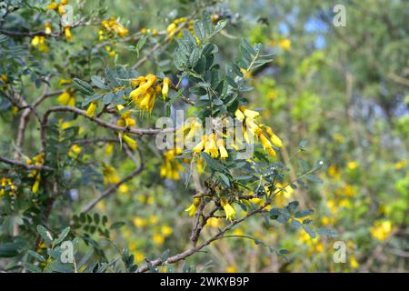 Mayo or mayu (Sophora macrocarpa) is an evergreen shrub or small tree ...