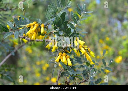 Mayo or mayu (Sophora macrocarpa) is an evergreen shrub or small tree ...