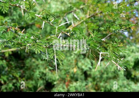 Sweet thorn or karoo thorn (Vachellia karroo, Acacia karroo or Acacia ...