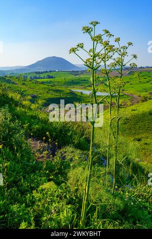 View of the Tabor Stream landscape, with winter wildflowers, in the ...
