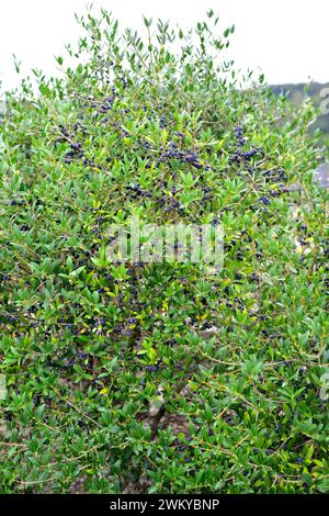 Narrow-leaved mock privet (Phillyrea angustifolia Stock Photo - Alamy