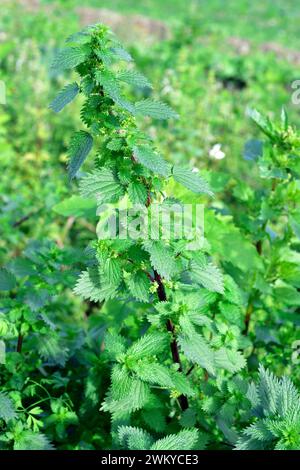 Dwarf Nettle (Urtica urens Stock Photo - Alamy
