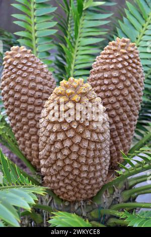 Eastern Cape Giant Cycad, Encephalartos altensteinii, Zamiaceae, South ...