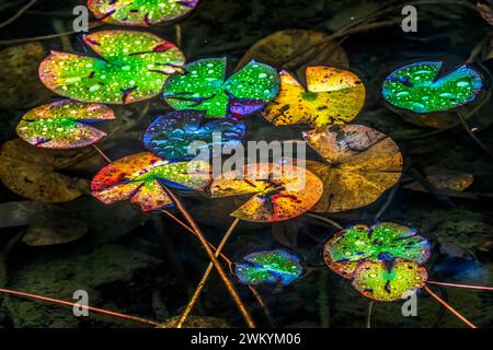Colorful Fall Lily Pads Tofuku-Ji Zen Buddhist Temple Kyoto Japa Stock ...