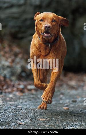 Labrador Retriever working line Stock Photo - Alamy