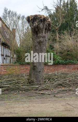 Tree pruning work on linden trees in front of a half-timbered house in ...