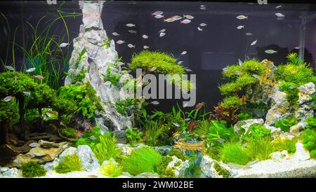 Beautiful close up vie wof aquarium tanks Stock Photo - Alamy
