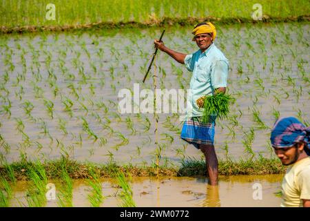 Indian farmers in the state of Odisha planting rice in a paddy field ...