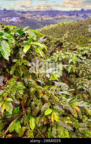 Cafetales, Coffee plantations, Coffee Cultural Landscape, Quindio ...