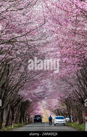 Cherry blossoms bloom near Hirosaki Castle in Aomori Prefecture ...