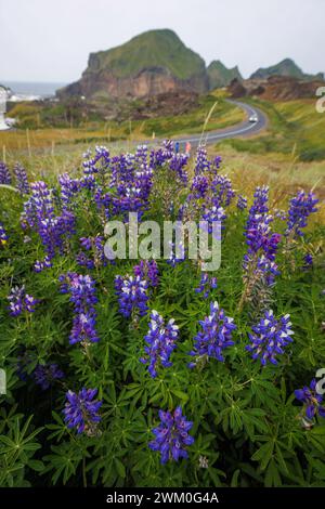 Iconic Icelandic nature, glacier scenery with beautiful flower Alaskan ...
