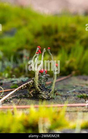 Closeup of Red Pixie-Cup (Cladonia borealis) lichen in Southcentral ...
