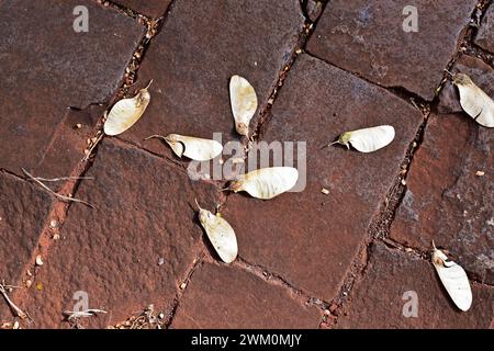 Winged seeds on the ground Stock Photo - Alamy