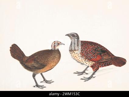 Painted Spurfowl (Galloperdix lunulata) by Gwillim Elizabeth in 1801 ...