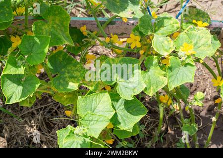 Cucumber leaves affected by the Cucumber Mosaic virus. Prevention and ...