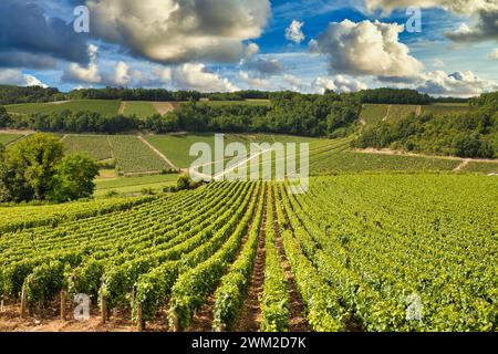 Vineyards of Chardonnay, Chablis, Yonne, Bourgogne, Burgundy, France ...
