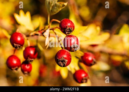 The fruit of the Crataegus. Frailes, Jaén, Andalucía, Spain, Europe ...