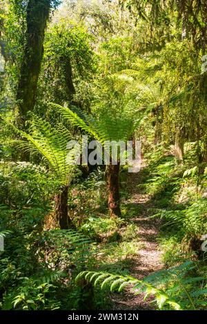 Native forest with many Dicksonia sellowiana (Xaxim), an endangered ...