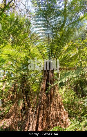 Native forest with many Dicksonia sellowiana (Xaxim), an endangered ...