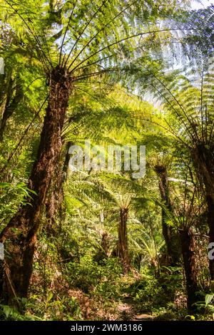 Native forest with many Dicksonia sellowiana (Xaxim), an endangered ...